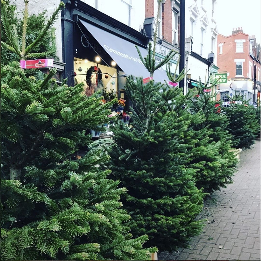 It's never too soon for Christmas! – Highgate Greens and Blooms