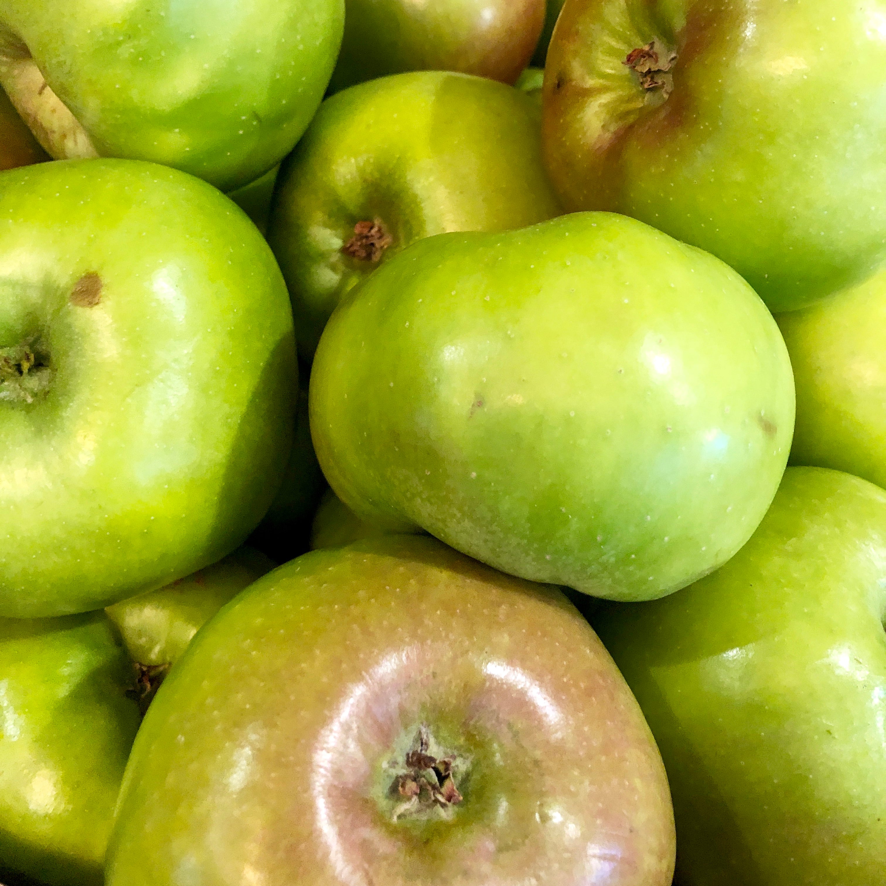 Apples - Bramley (cooking) – Highgate Greens and Blooms