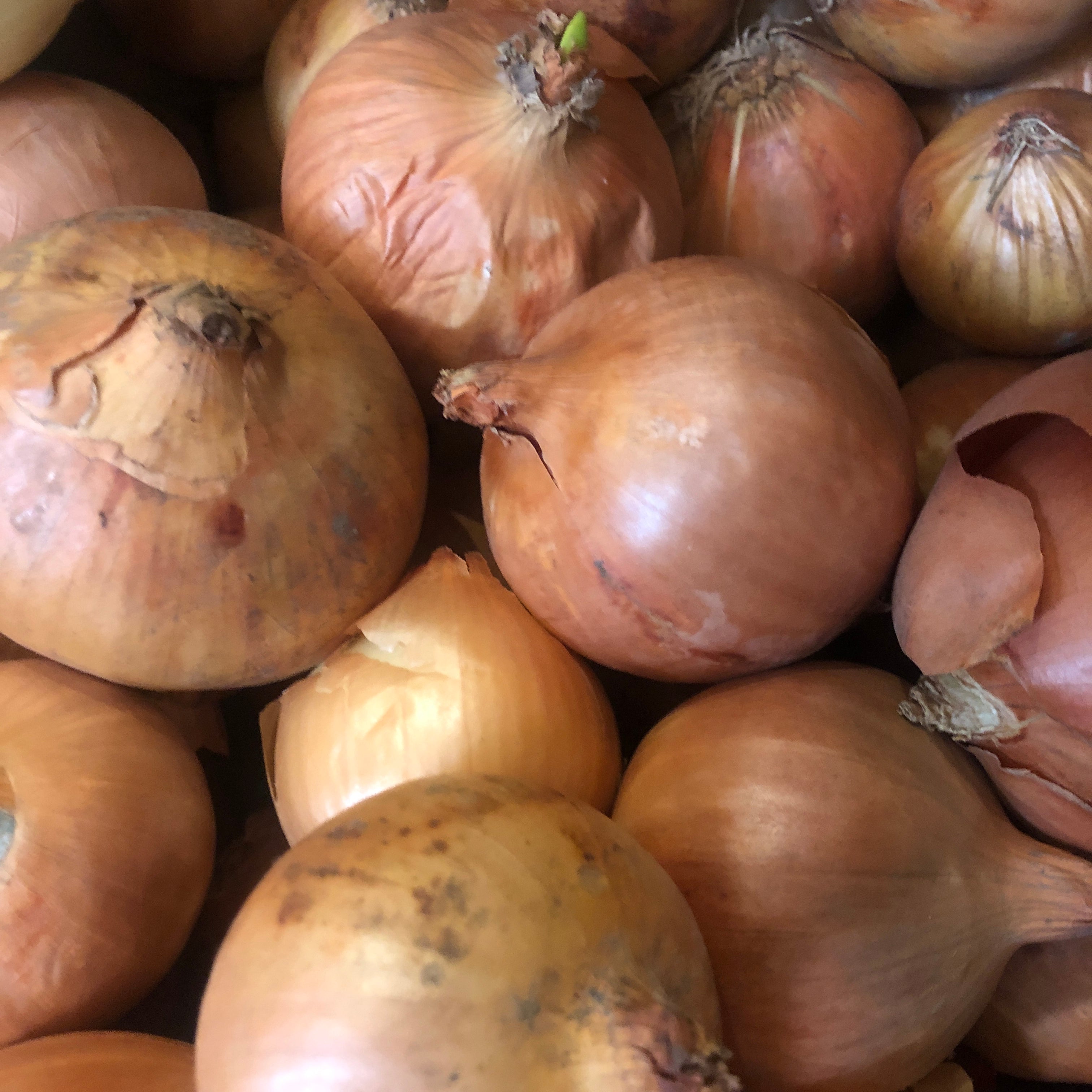 Onions - Brown – Highgate Greens and Blooms