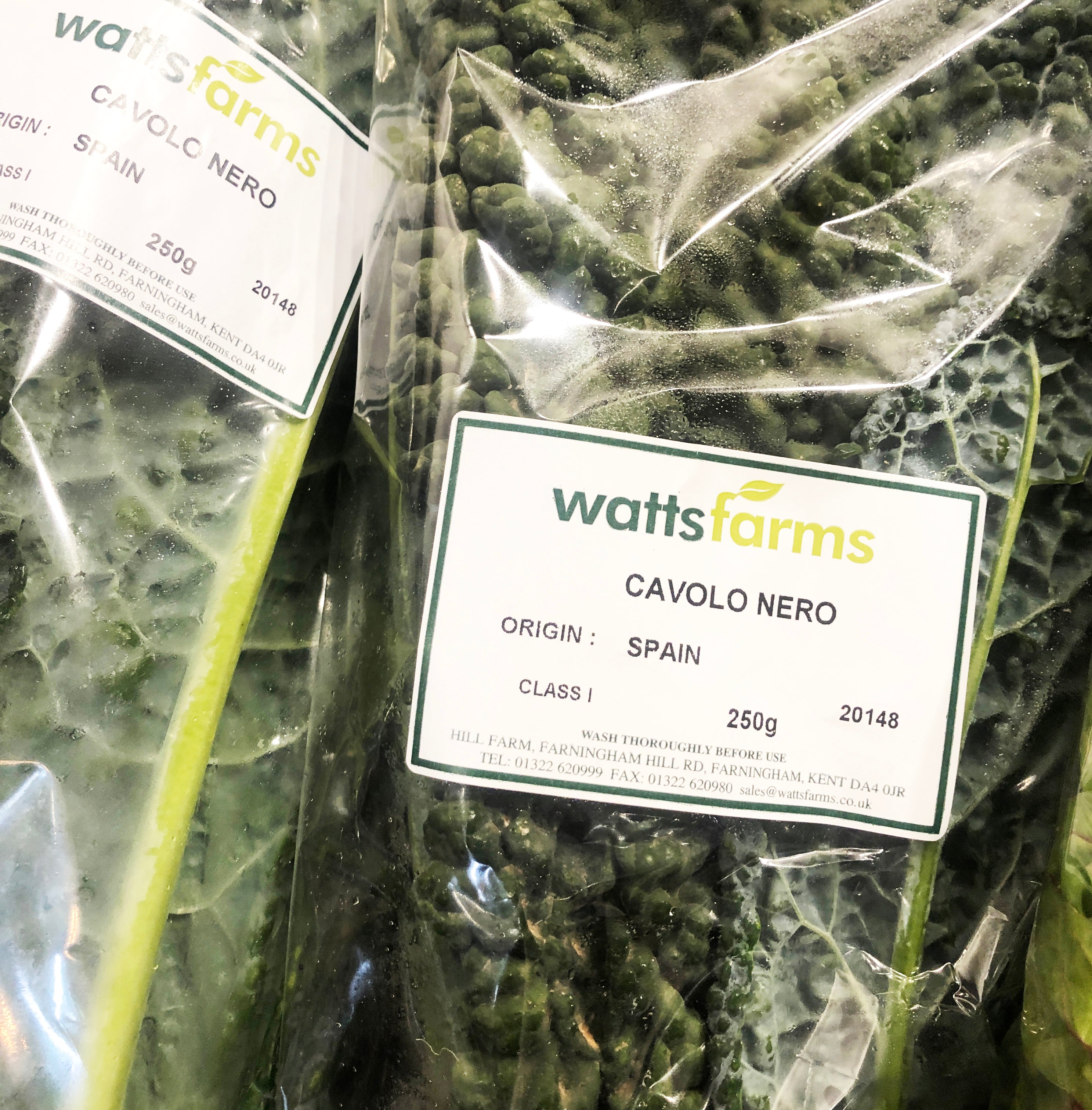 Cavelo Nero – Highgate Greens and Blooms
