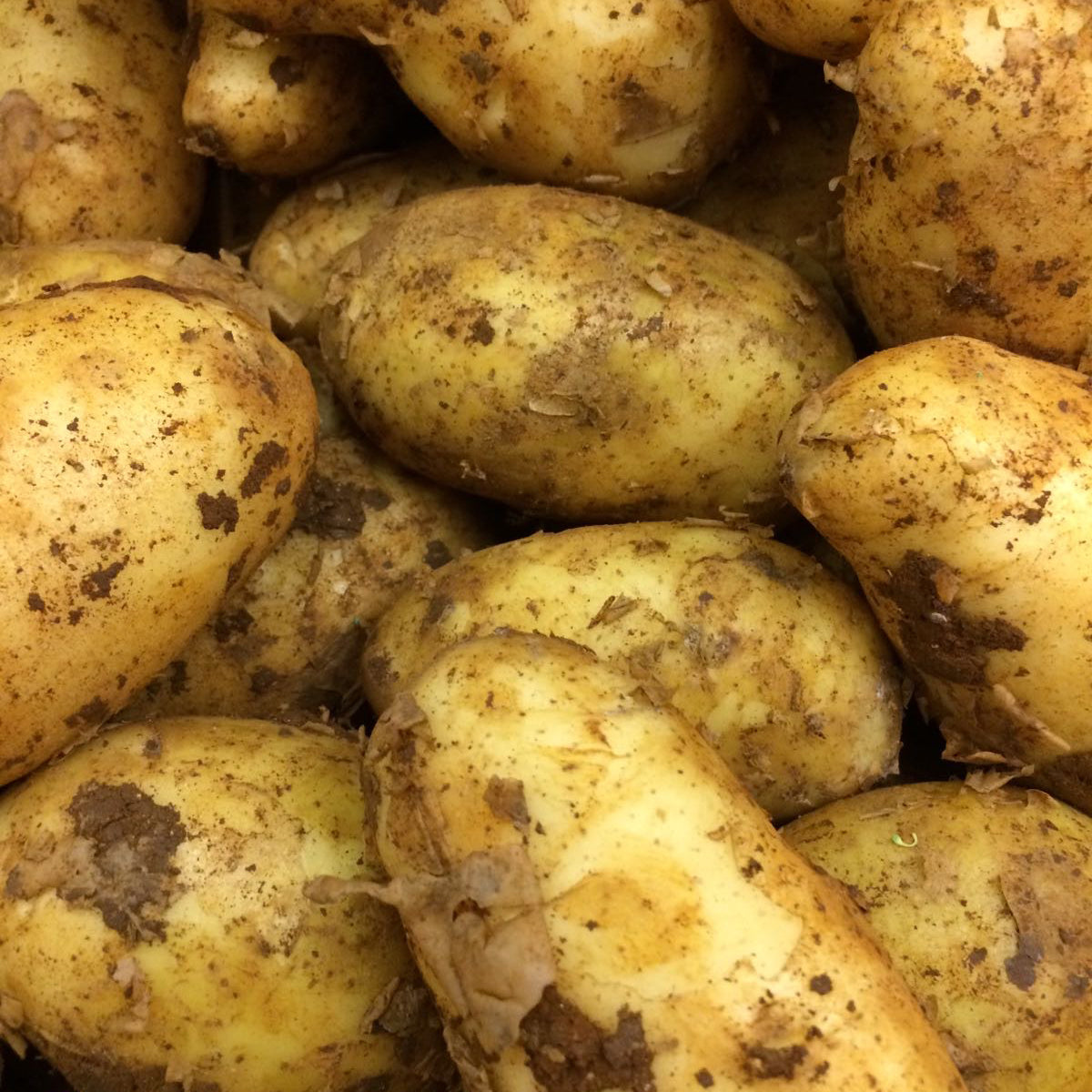 Potatoes - Cyprus – Highgate Greens and Blooms