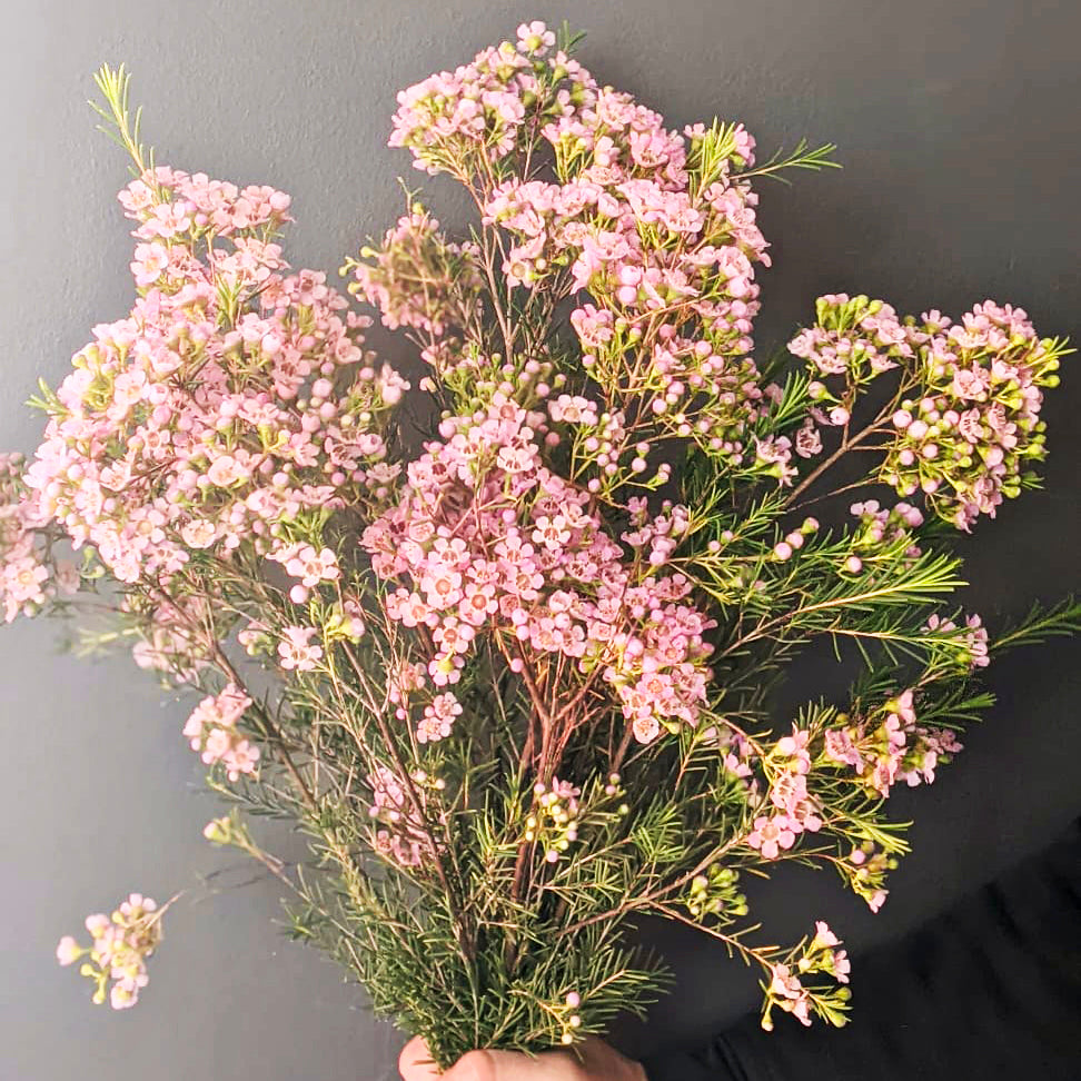 Pink Wax bunch of flowers – Highgate Greens and Blooms