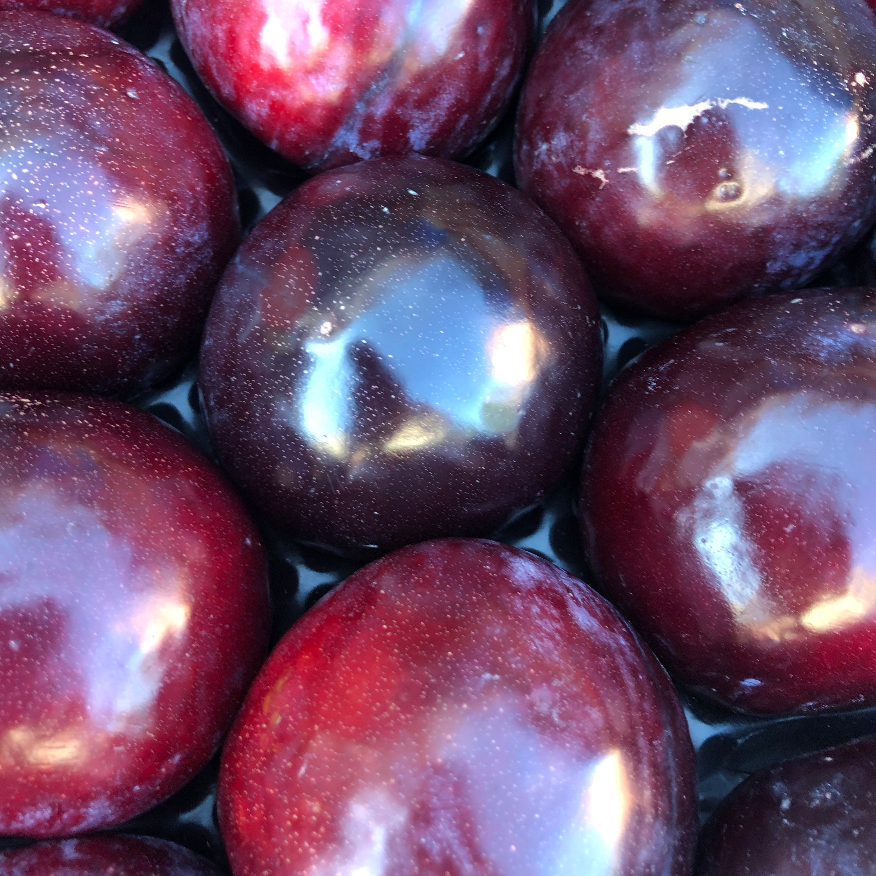 Red Plums – Highgate Greens and Blooms