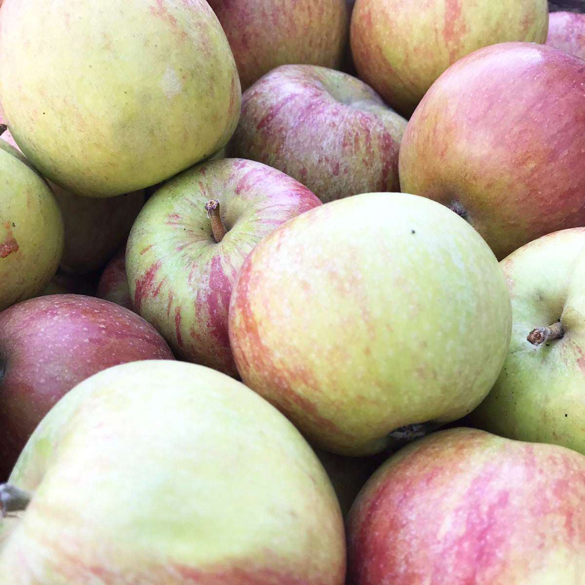 Apples - Cox – Highgate Greens and Blooms