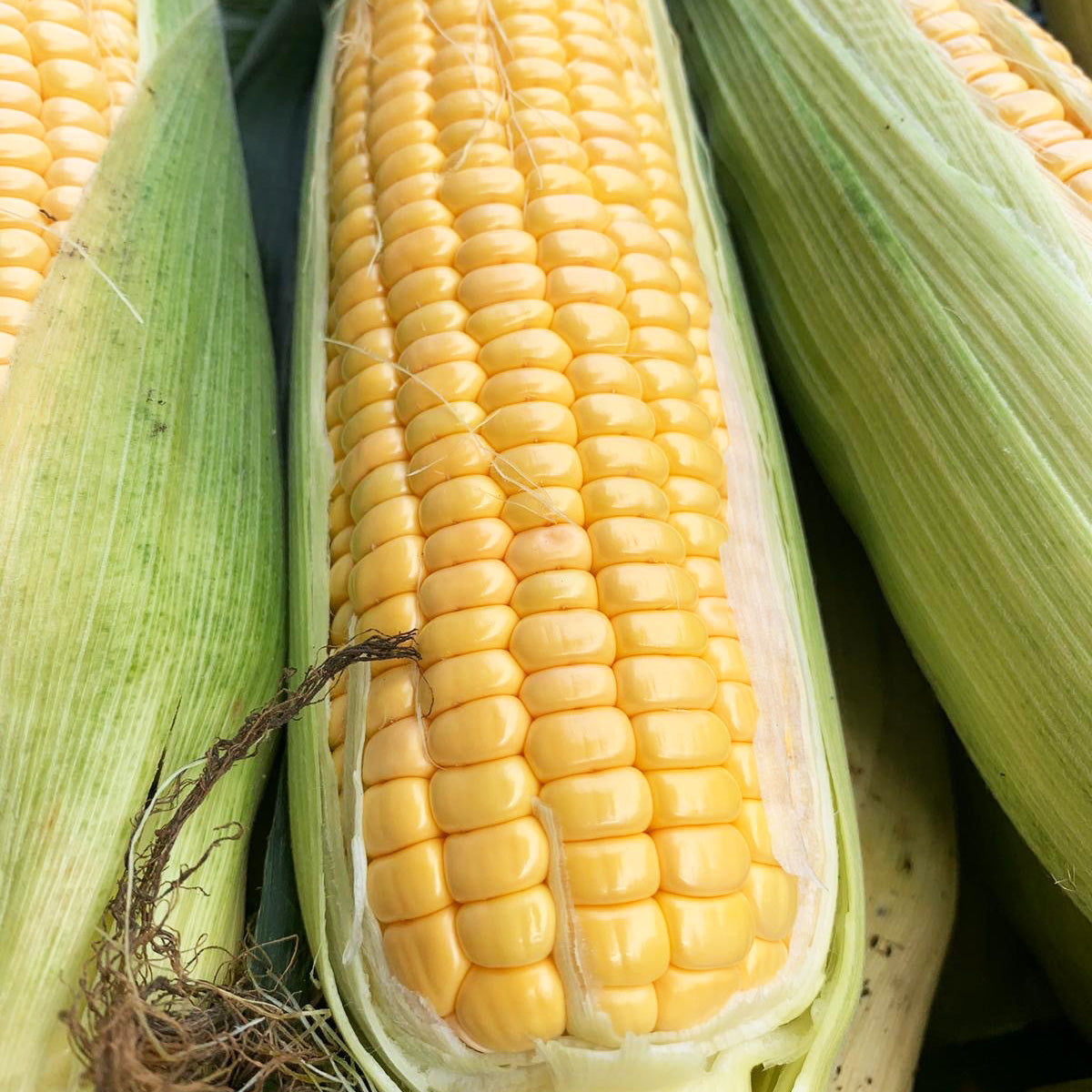 Fresh Corn – Highgate Greens and Blooms