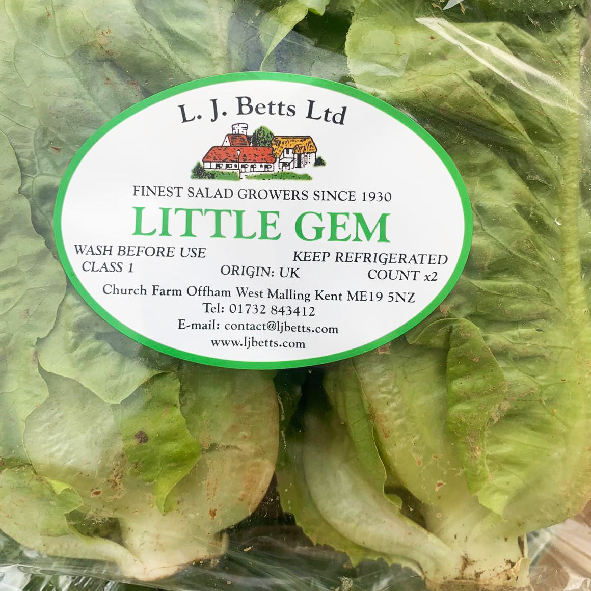 Lettuce - Little Gem – Highgate Greens and Blooms