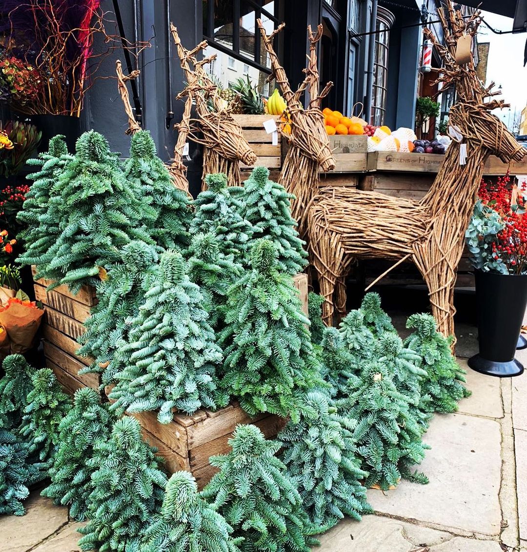 Christmas Trees Minis - various sizes – Highgate Greens and Blooms